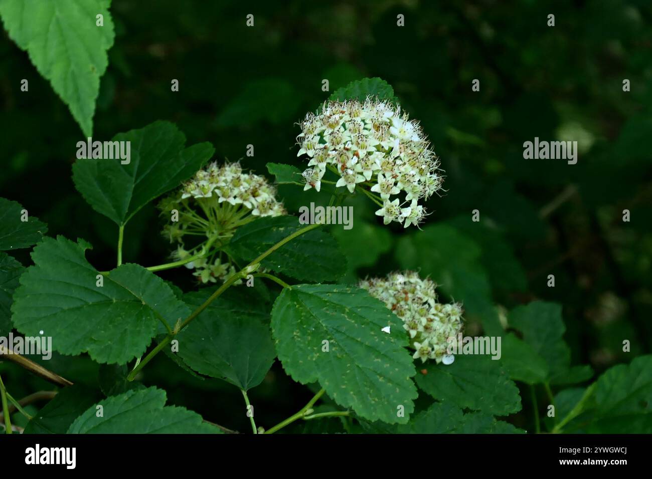 common ninebark (Physocarpus opulifolius Stock Photo - Alamy