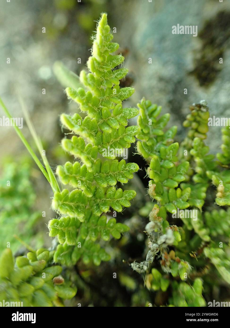lace lip fern (Myriopteris gracillima Stock Photo - Alamy