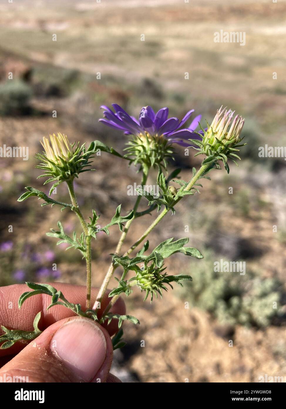 Tahoka daisy (Machaeranthera tanacetifolia Stock Photo - Alamy