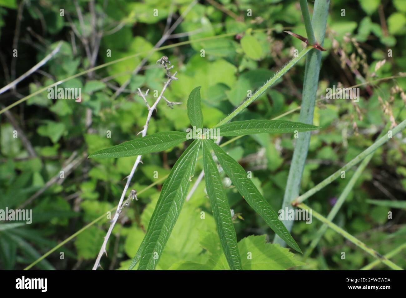 Meadow checker mallow hi-res stock photography and images - Alamy