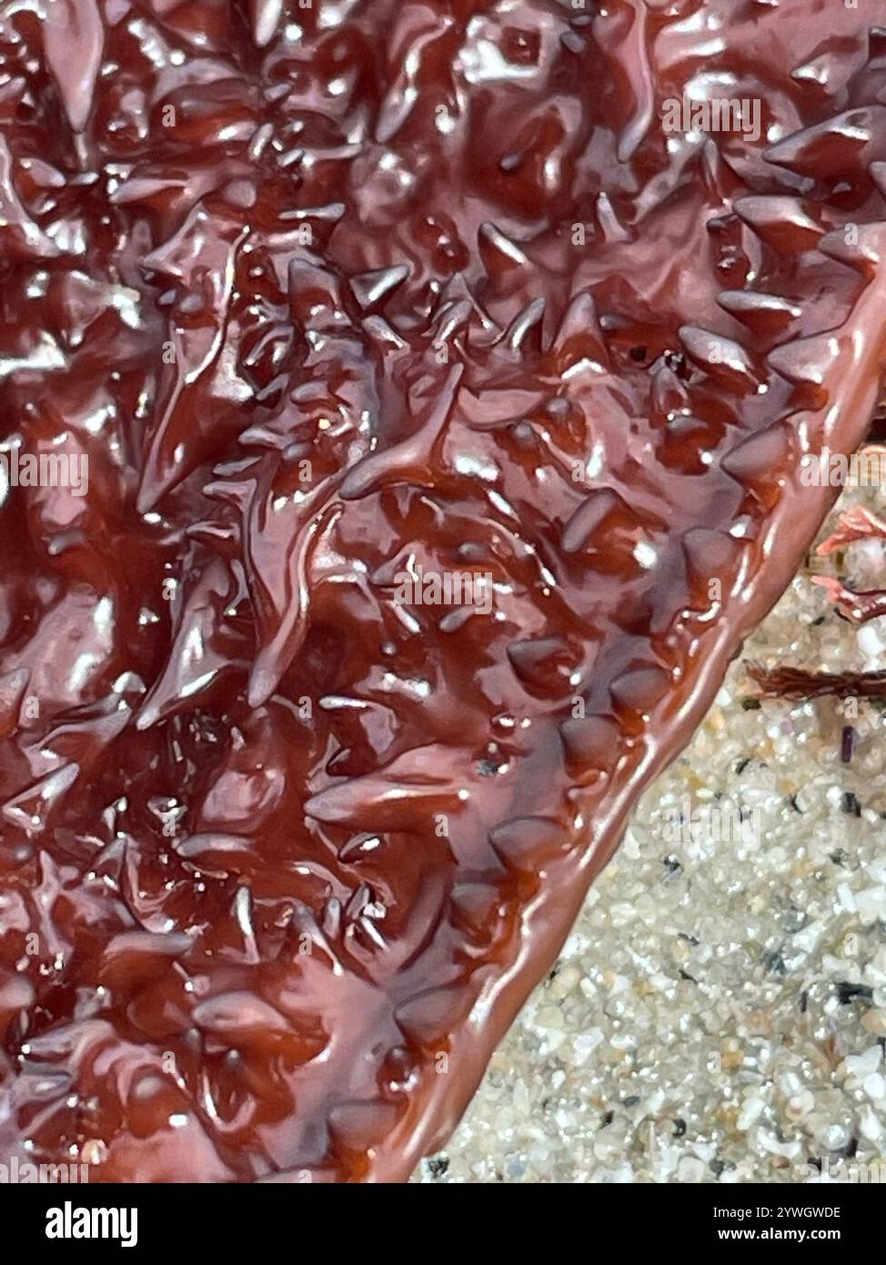 Turkish Towel (Chondracanthus exasperatus Stock Photo - Alamy