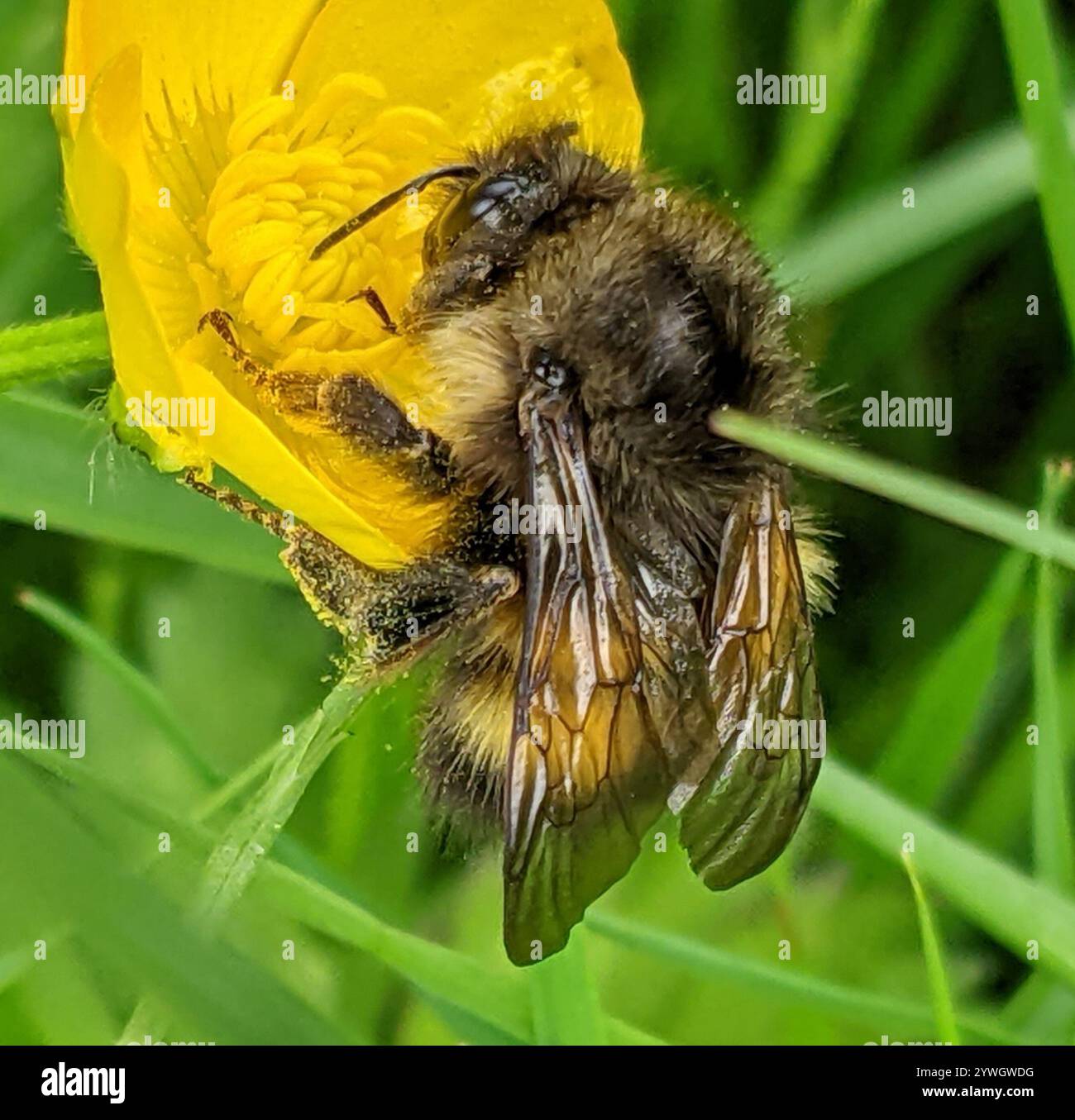Sitka Bumble Bee (Bombus sitkensis Stock Photo - Alamy