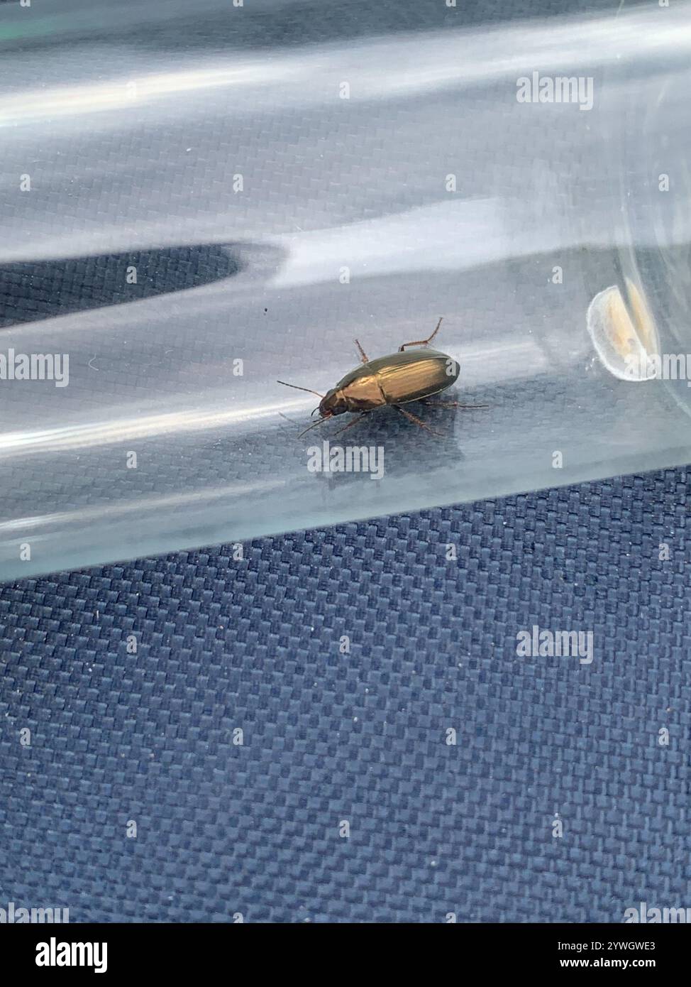 Common Sun Beetle (Amara aenea Stock Photo - Alamy