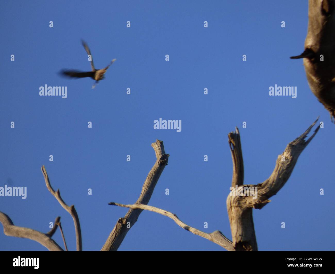 Lalage tricolor white winged triller hi-res stock photography and ...