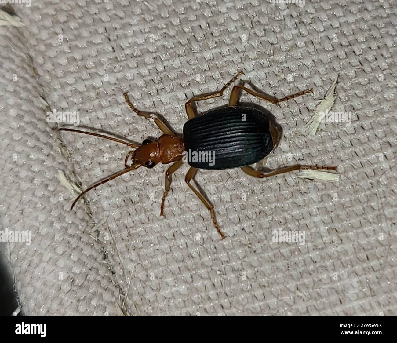 Bombardier Beetles (Brachinus Stock Photo - Alamy