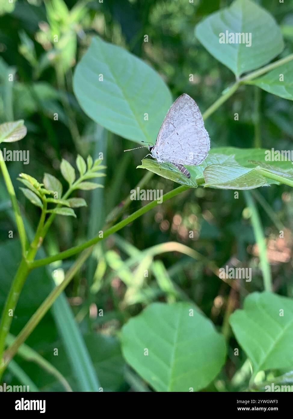 Summer Azure (Celastrina neglecta Stock Photo - Alamy