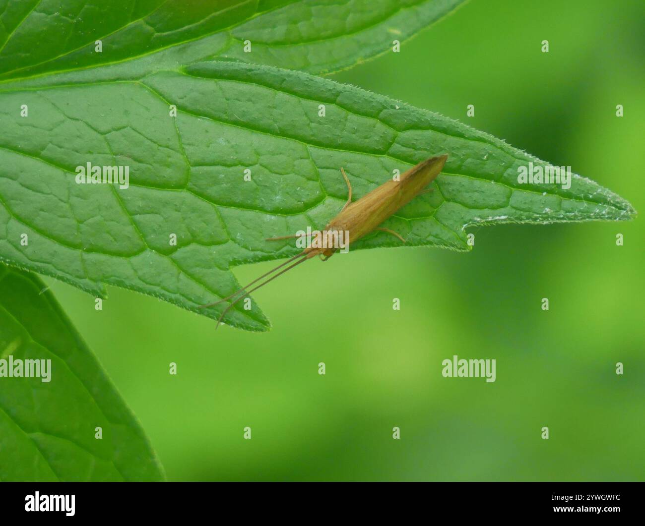 Medium Sedge (Goera pilosa Stock Photo - Alamy