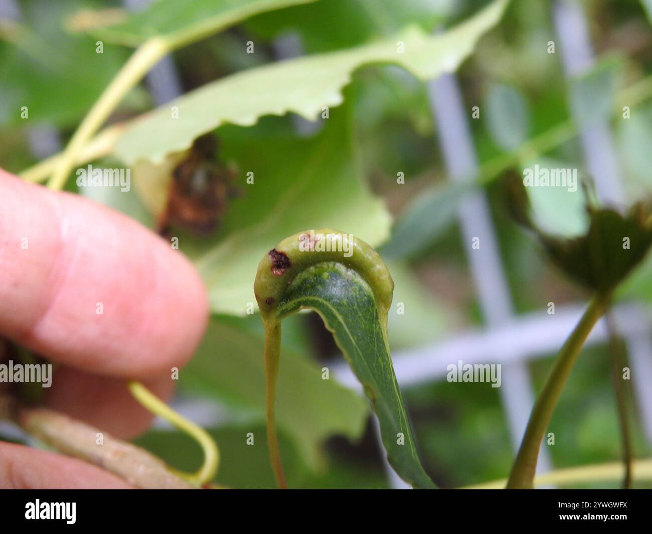 Poplar Leaf-stem Gall Aphids (Pemphigus Stock Photo - Alamy