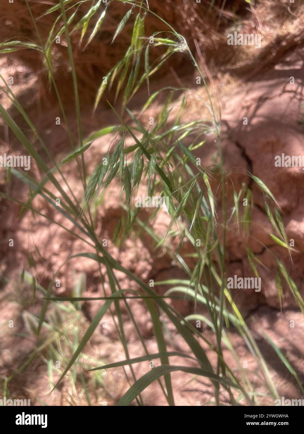 Japanese brome (Bromus japonicus Stock Photo - Alamy