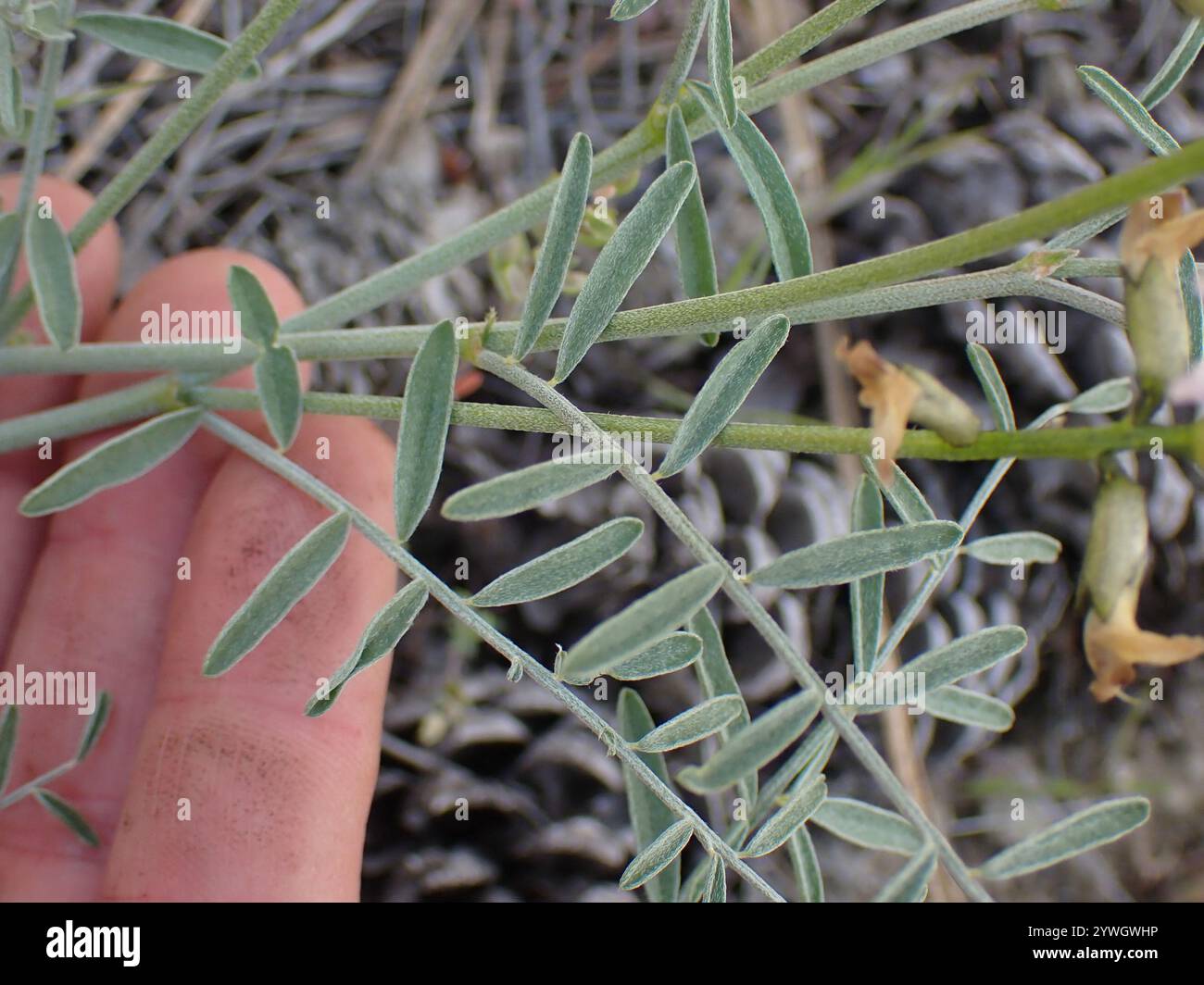 Woody-pod Milkvetch (Astragalus sclerocarpus Stock Photo - Alamy