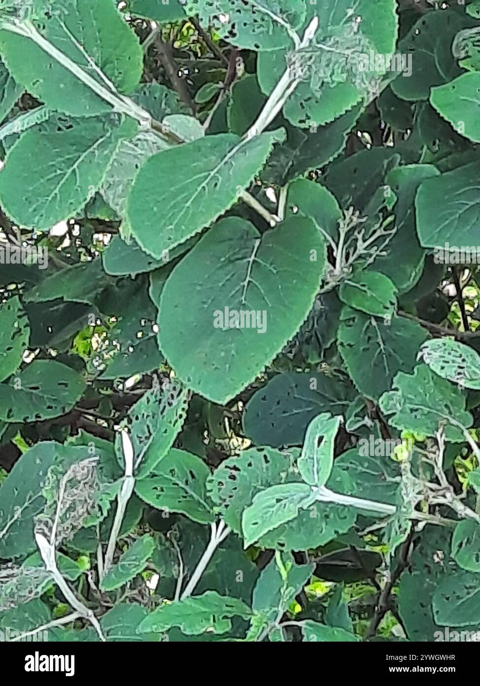 Wayfaring-tree (Viburnum lantana Stock Photo - Alamy