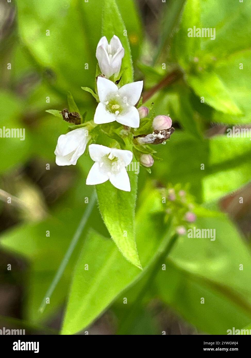 summer bluet (Houstonia purpurea Stock Photo - Alamy