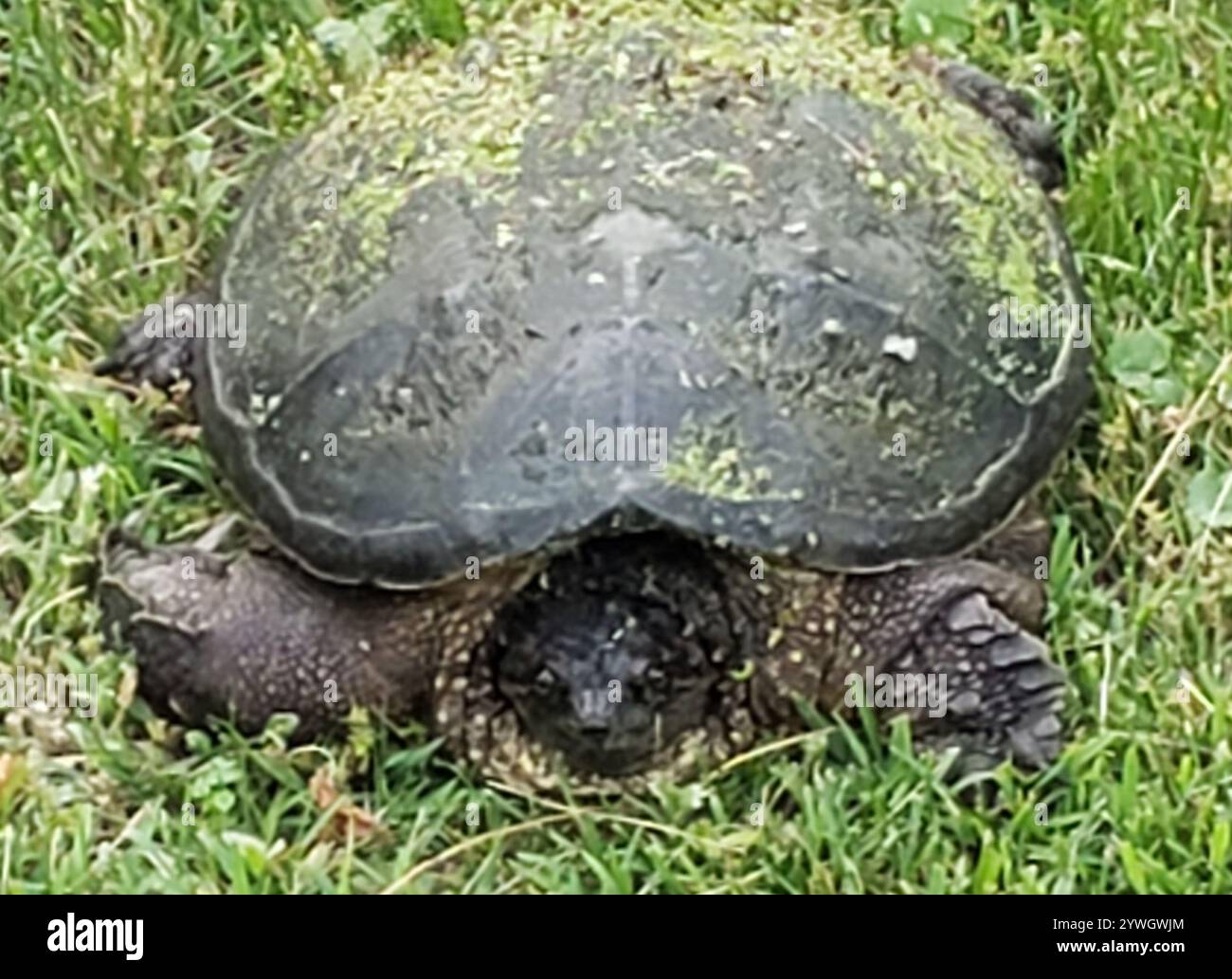 Common Snapping Turtle (Chelydra serpentina Stock Photo - Alamy