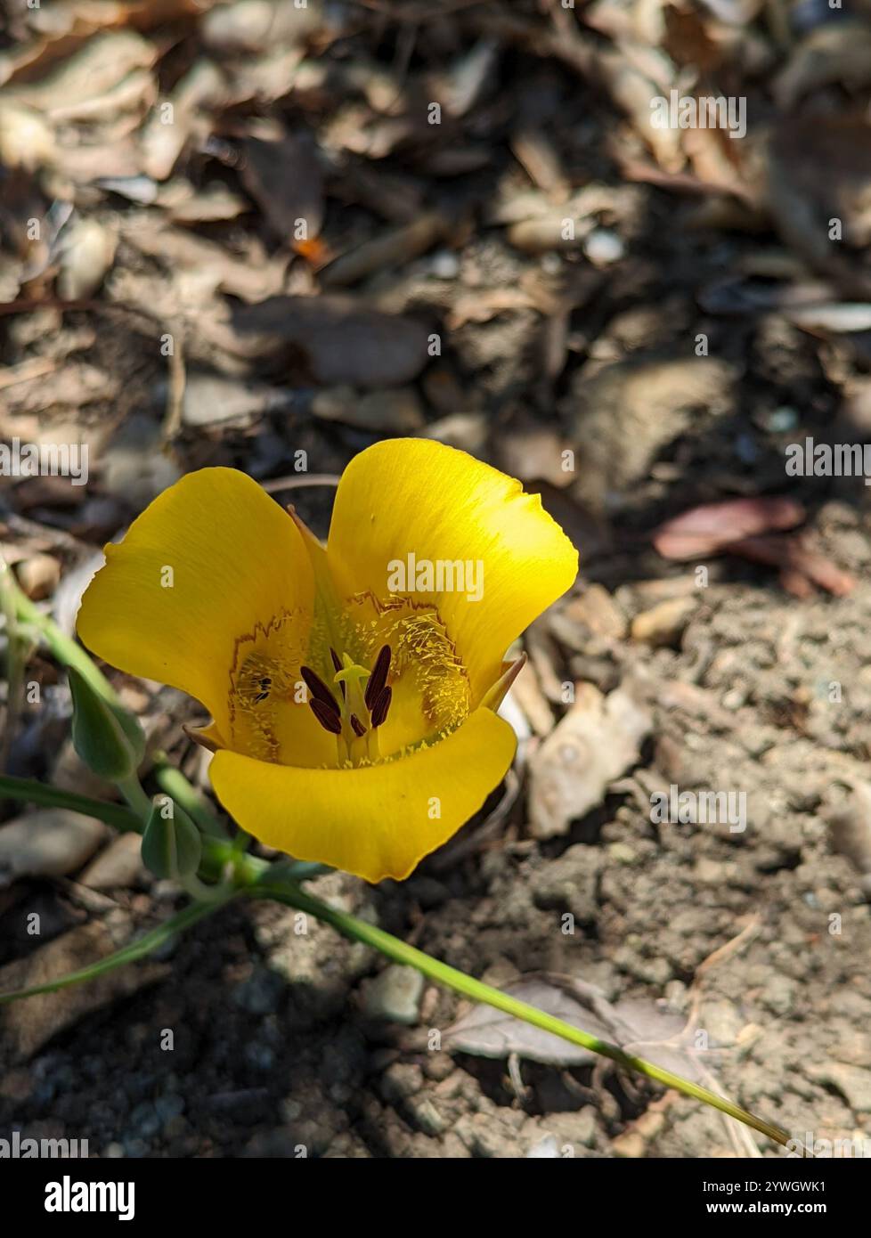 Clubhair Mariposa Lily (Calochortus clavatus Stock Photo - Alamy