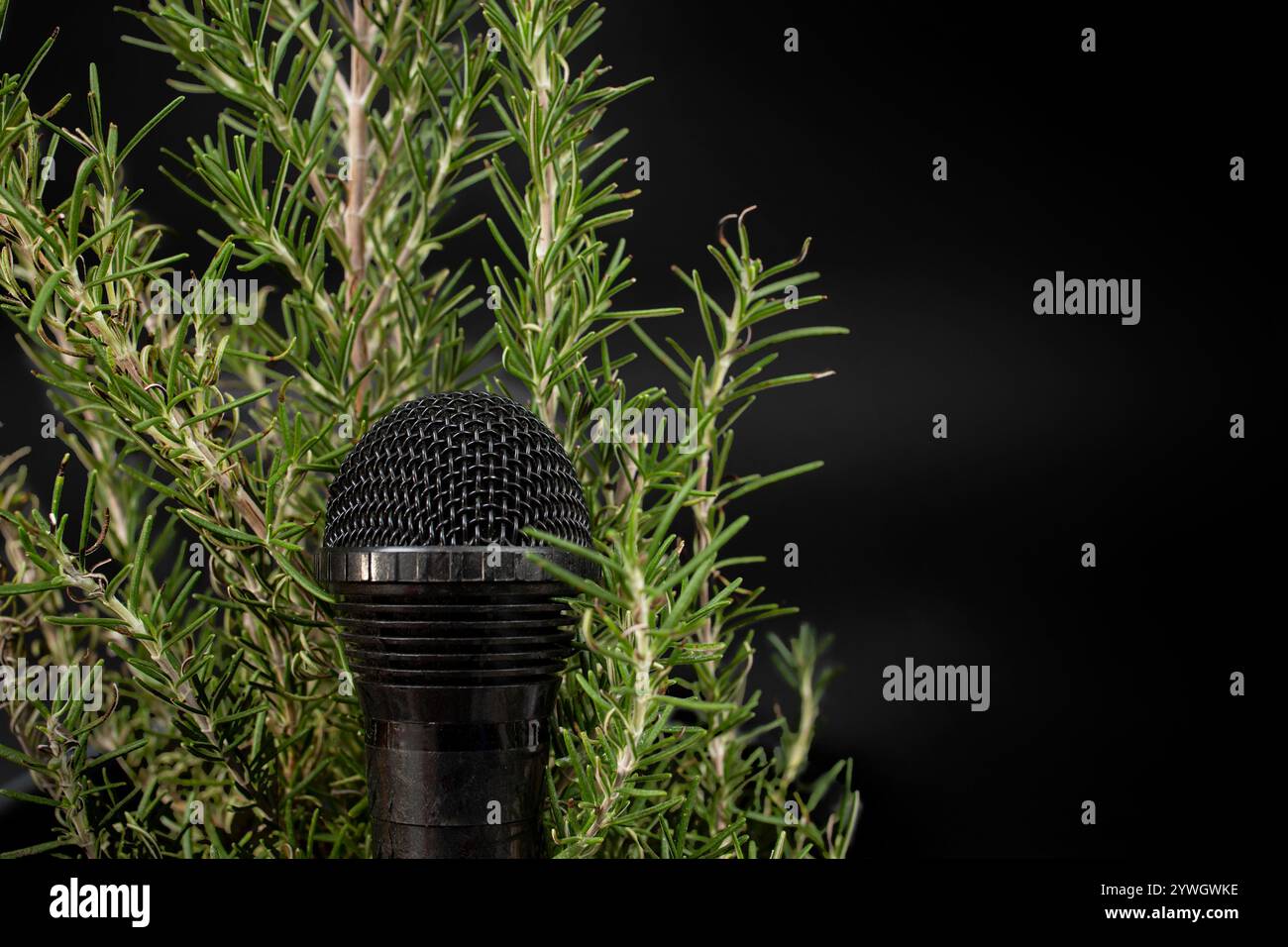 microphone next to a rosemary plant on black Stock Photo - Alamy