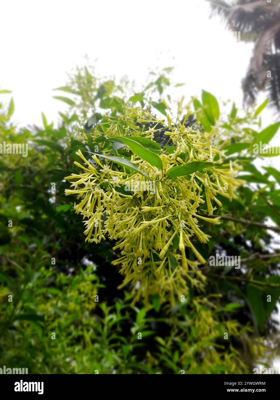 night jessamine (Cestrum nocturnum Stock Photo - Alamy
