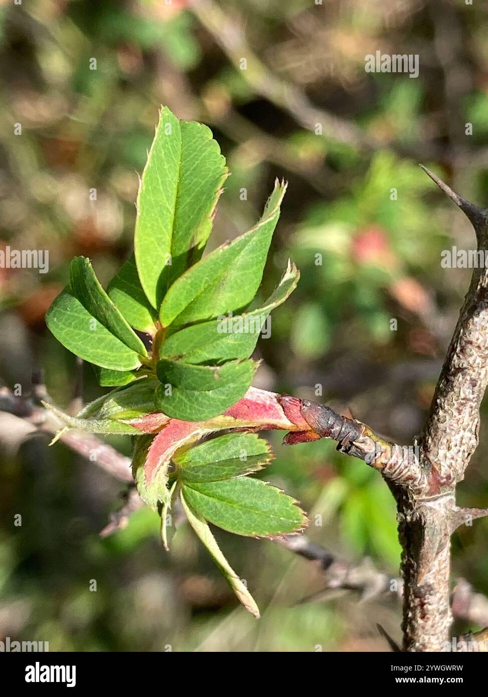 The silky rose hi-res stock photography and images - Alamy