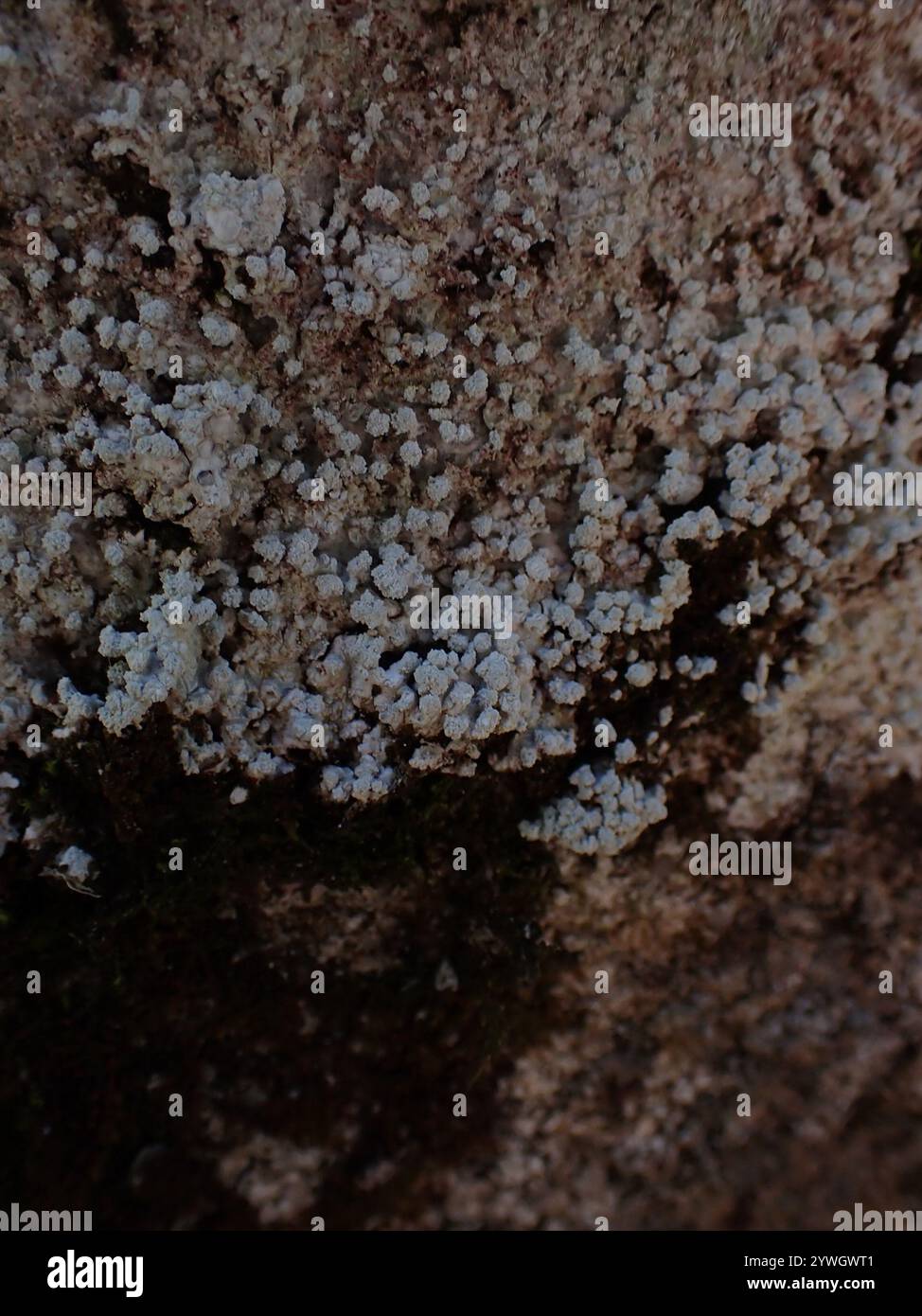 wart lichens, water lichens, and allies (Pertusariales Stock Photo - Alamy