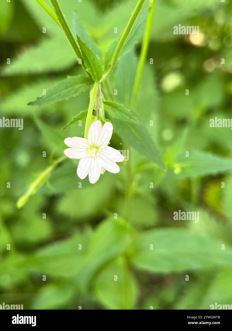 Broad-leaved Willowherb (Epilobium montanum Stock Photo - Alamy
