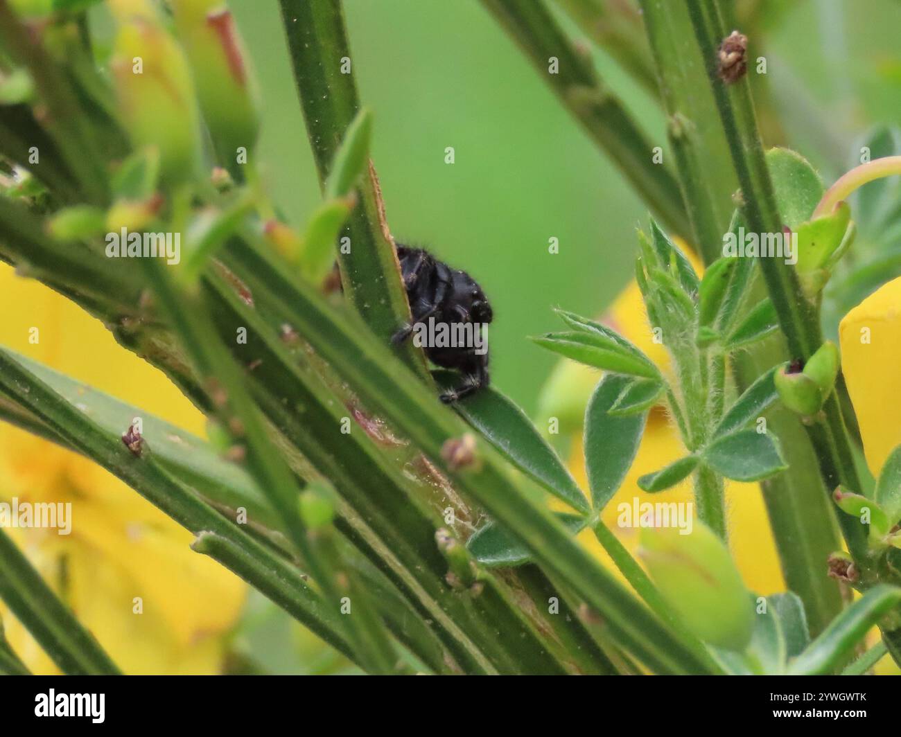 Johnson's Jumping Spider (Phidippus johnsoni Stock Photo - Alamy