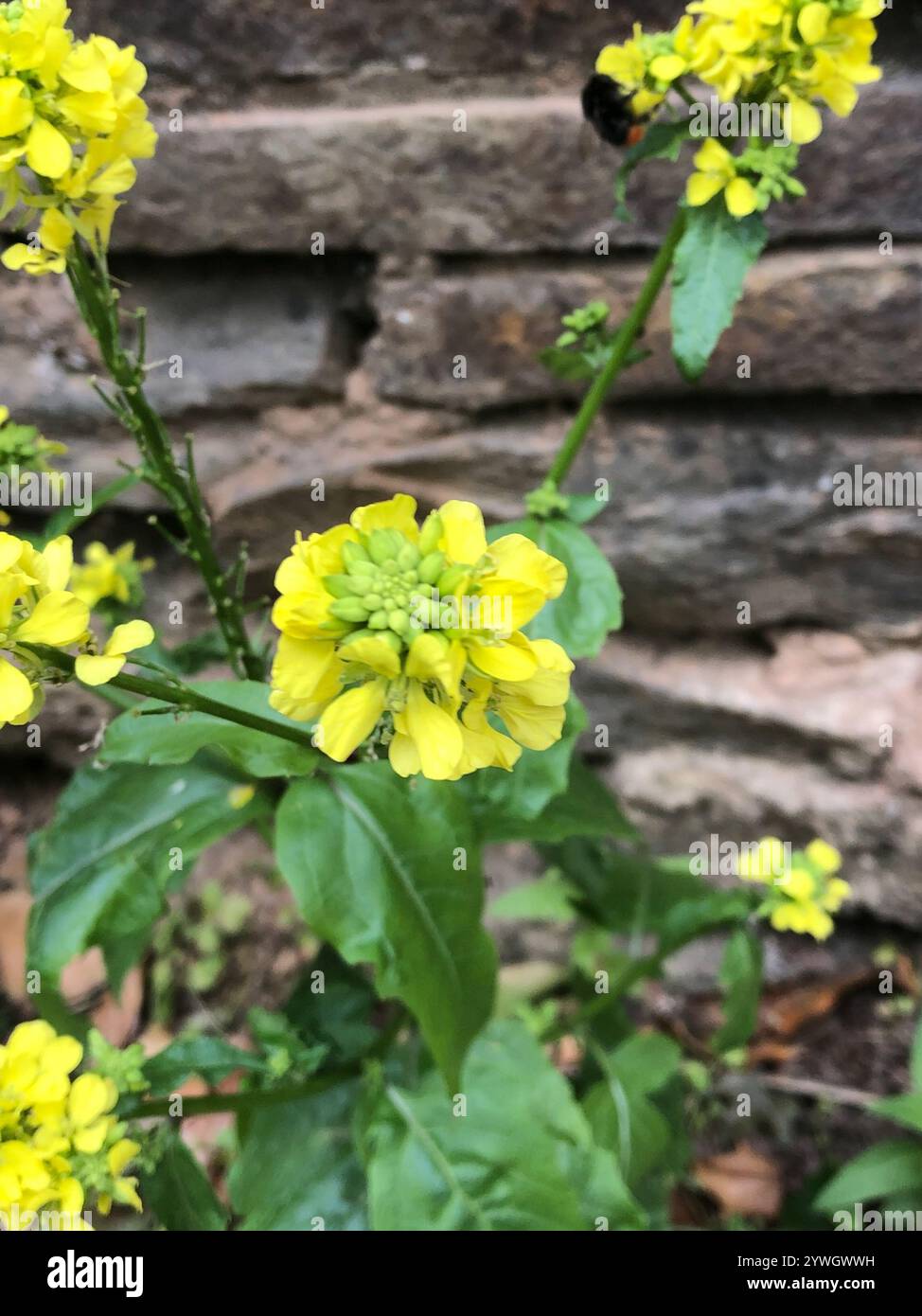 charlock (Mutarda arvensis Stock Photo - Alamy