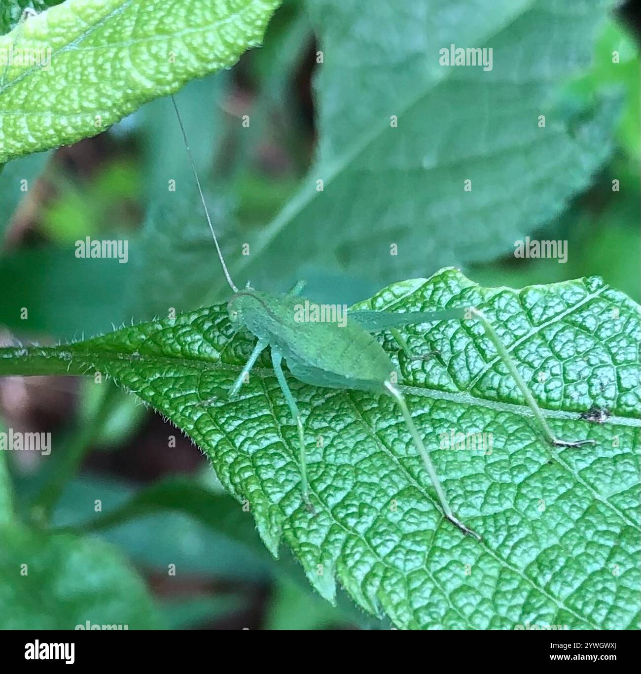 Leaf Katydids (Phaneropterinae Stock Photo - Alamy