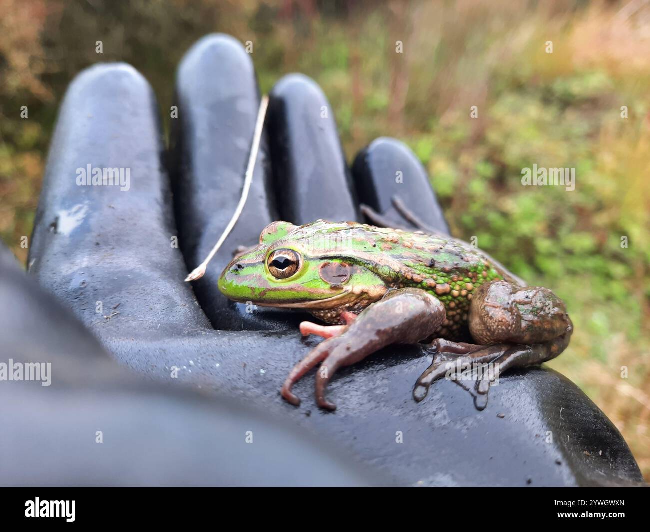Southern Bell Frog (Ranoidea raniformis Stock Photo - Alamy