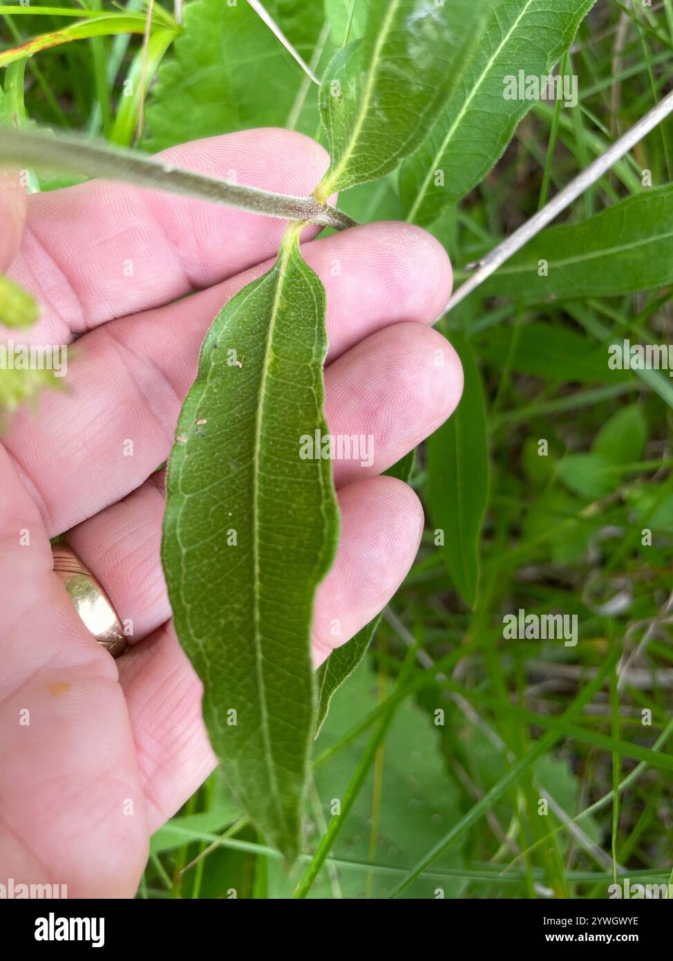 green comet milkweed (Asclepias viridiflora Stock Photo - Alamy