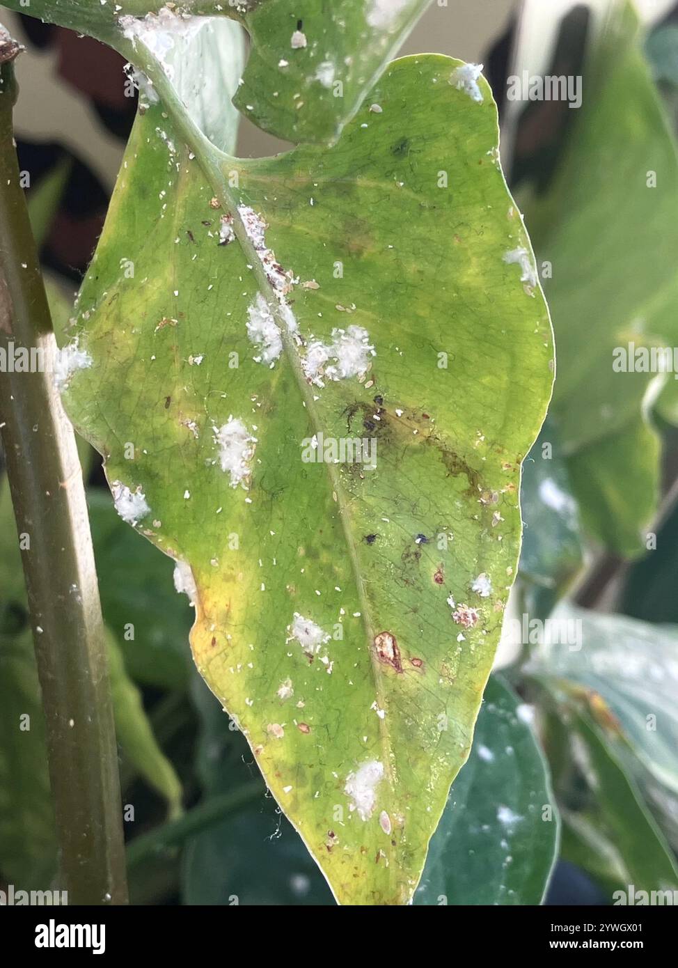 Scale Insects (Coccoidea Stock Photo - Alamy