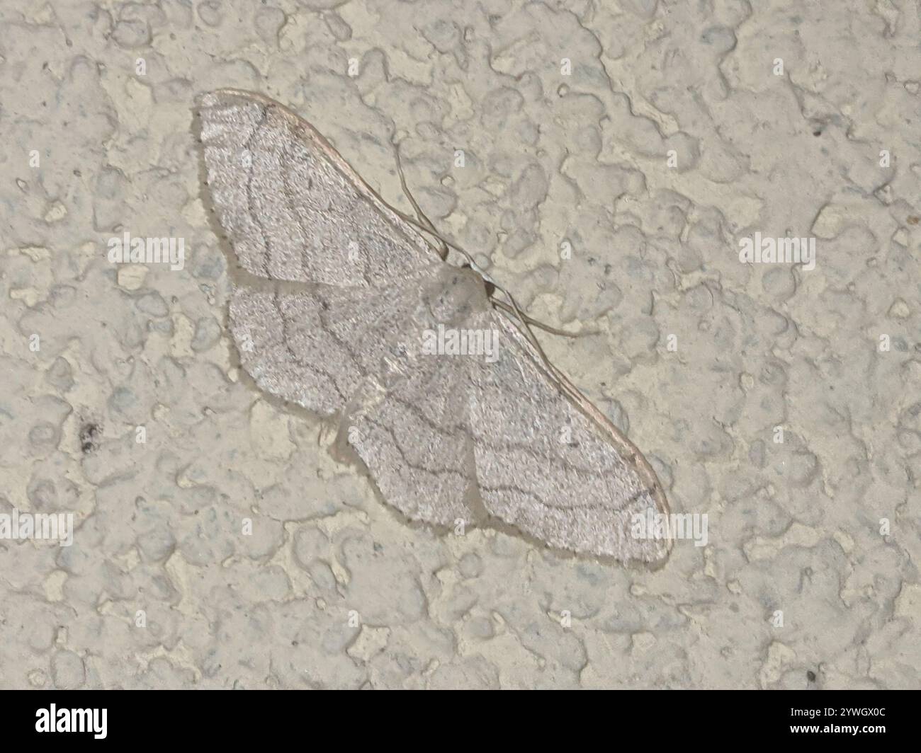 Riband Wave (Idaea aversata Stock Photo - Alamy