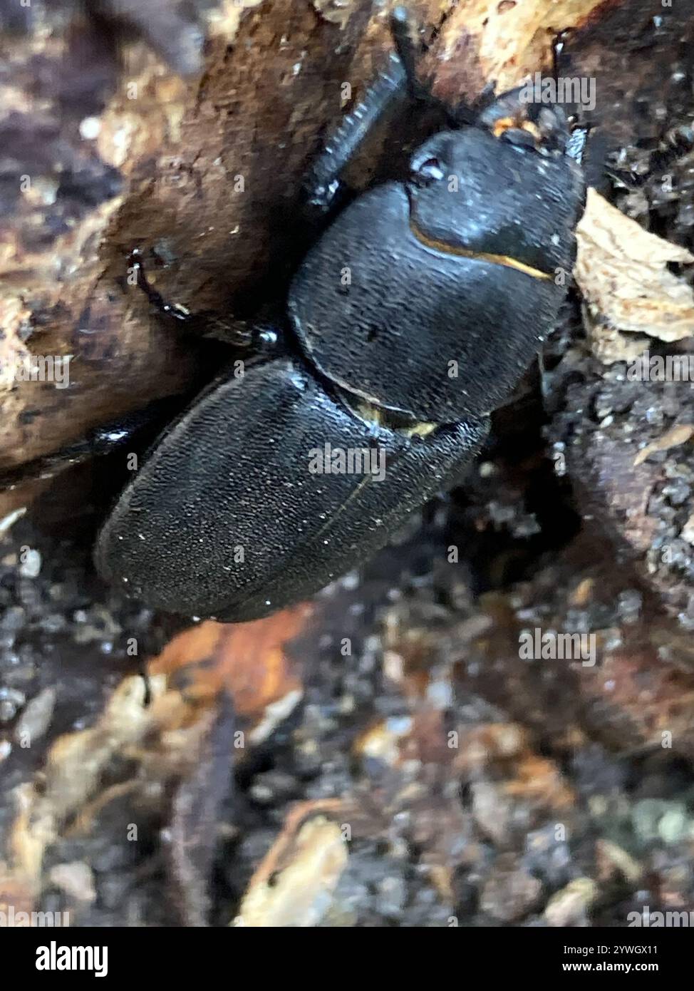 Lesser Stag Beetle (Dorcus parallelipipedus Stock Photo - Alamy