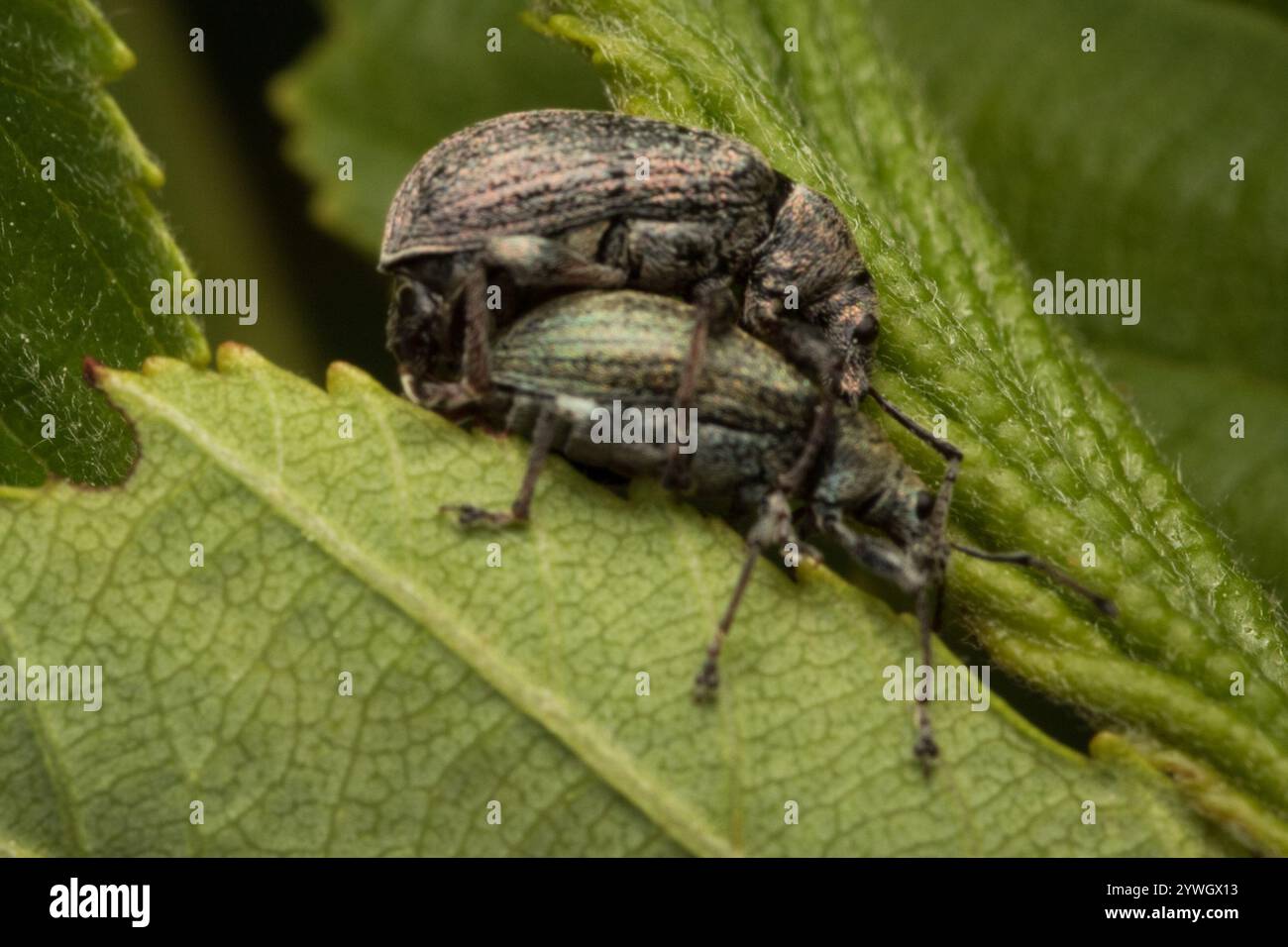 Common Leaf Weevil (Phyllobius pyri Stock Photo - Alamy