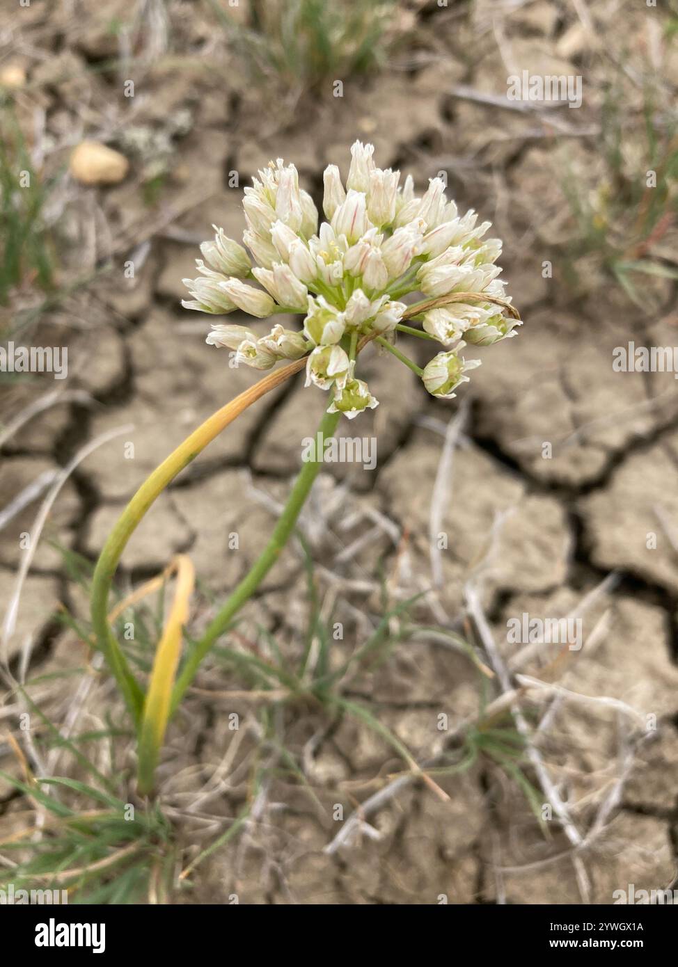 Textile onion (Allium textile Stock Photo - Alamy
