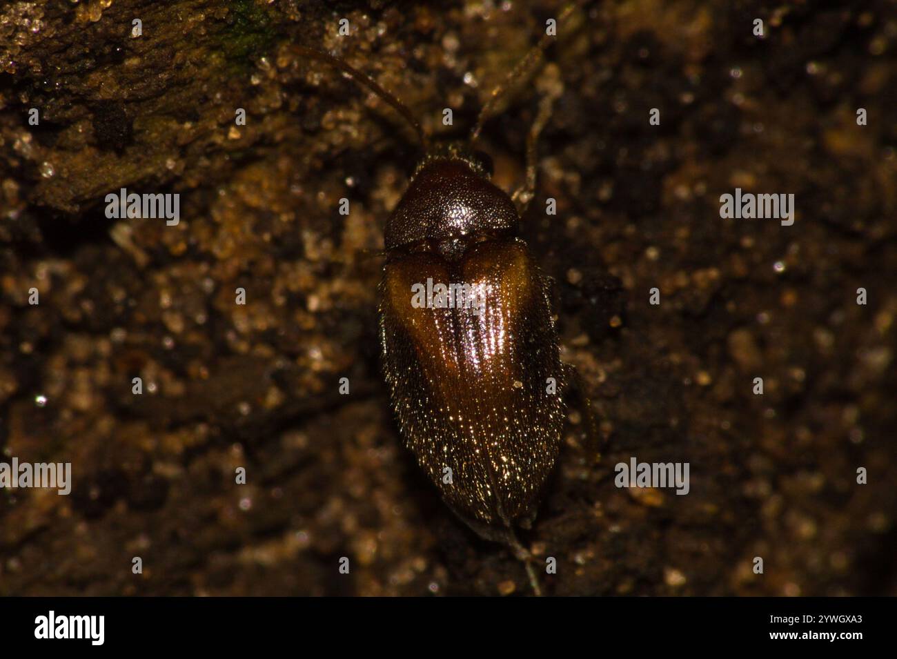 Toe-winged Beetles (Ptilodactylidae Stock Photo - Alamy