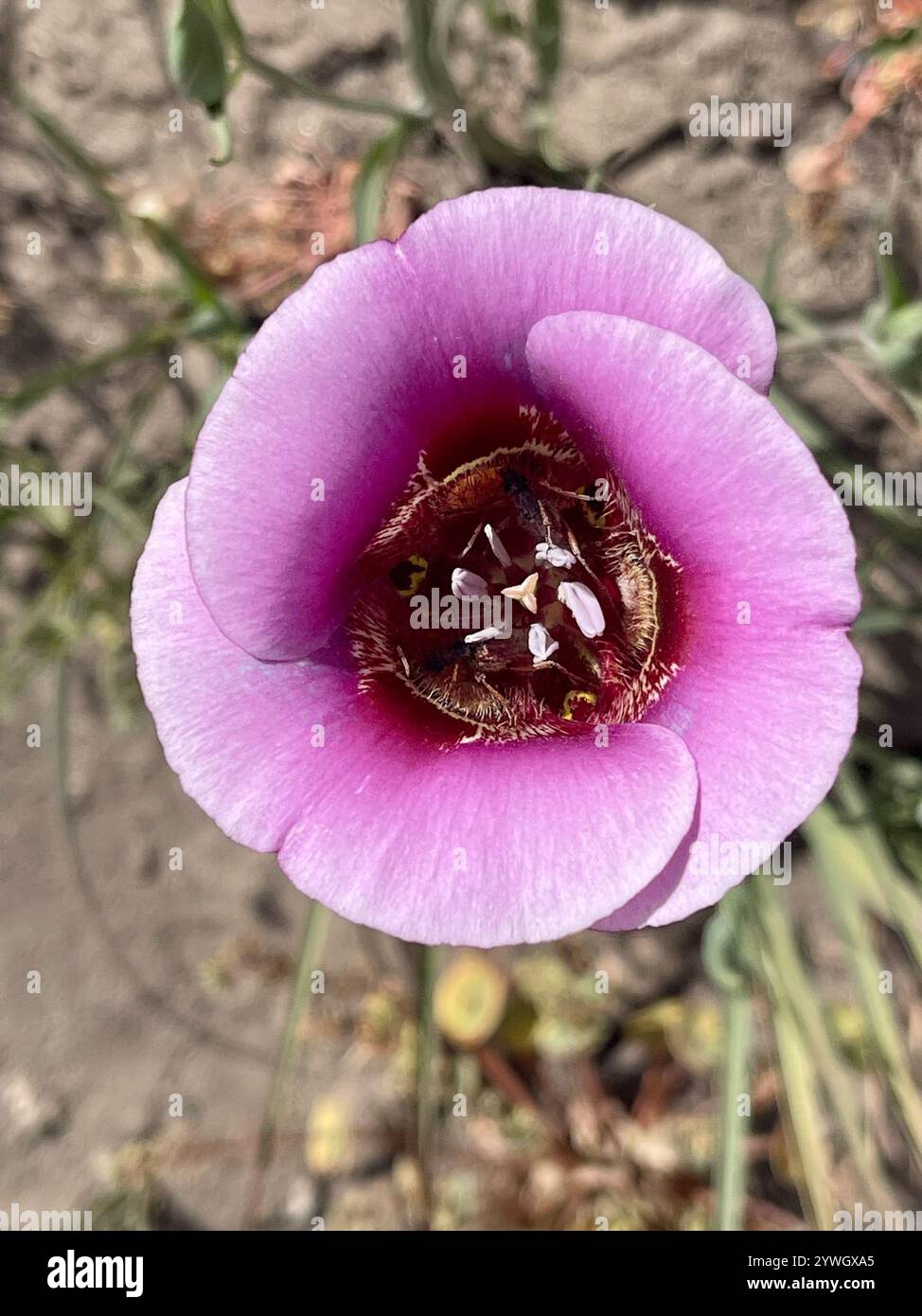 Butterfly Mariposa Lily (Calochortus venustus Stock Photo - Alamy