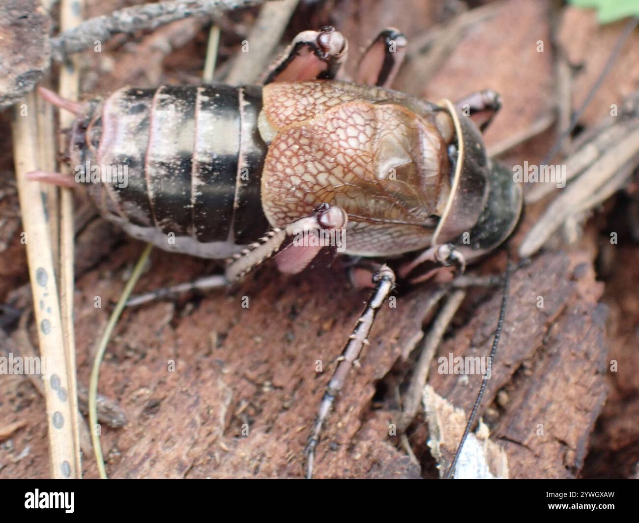 Great Grig (Cyphoderris monstrosa Stock Photo - Alamy