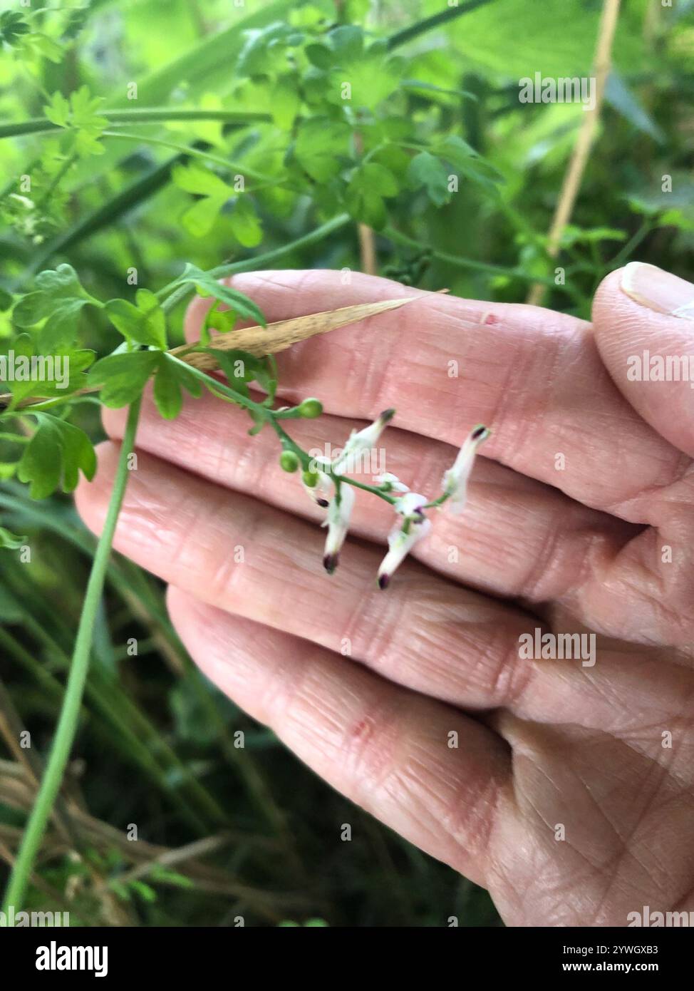 white ramping-fumitory (Fumaria capreolata Stock Photo - Alamy