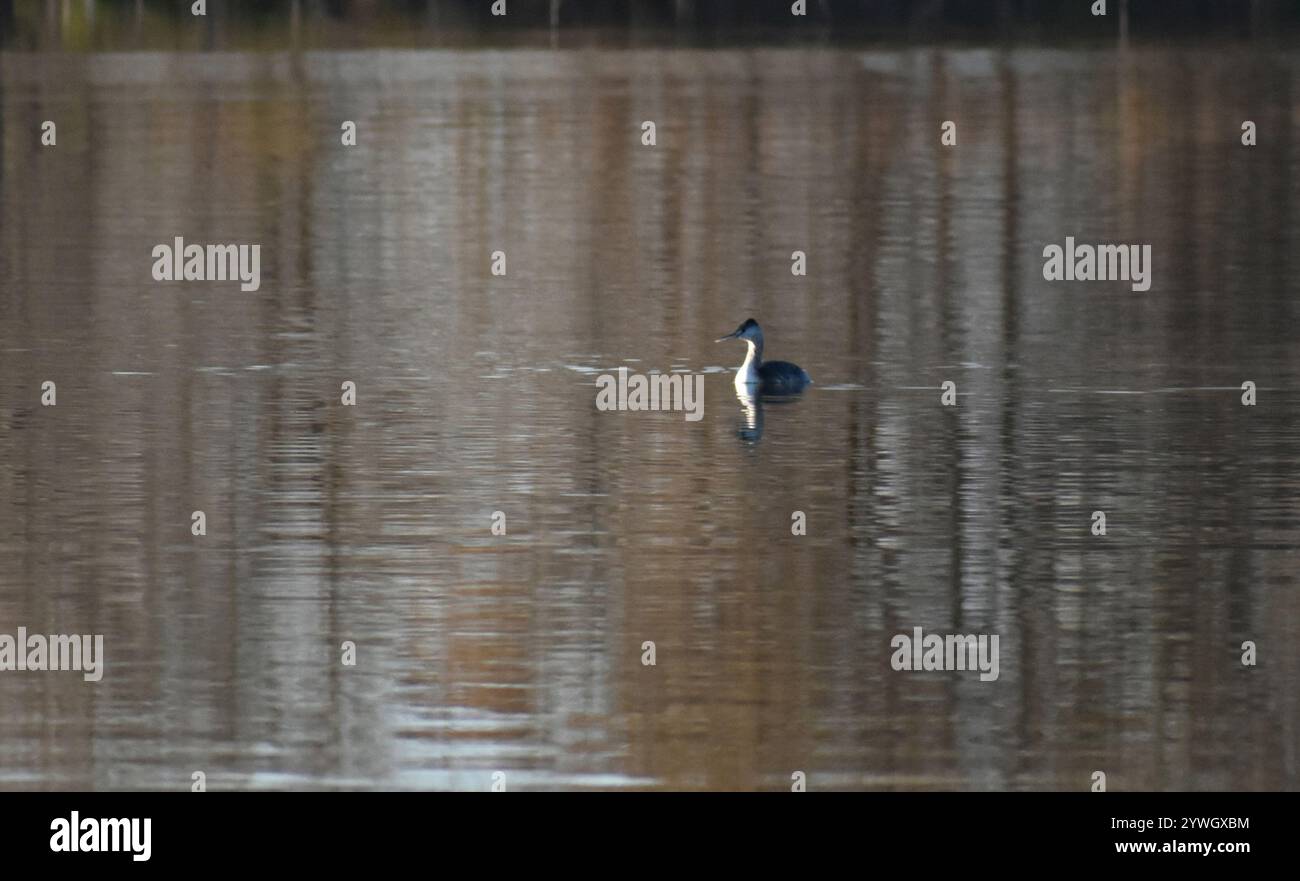 Great Grebe (Podiceps major Stock Photo - Alamy