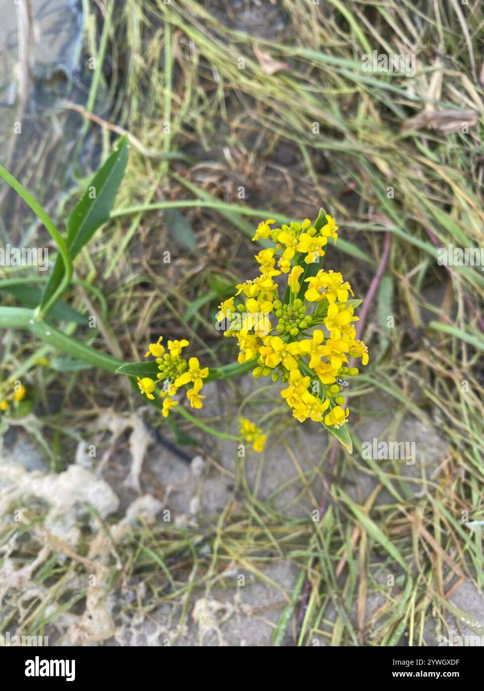 Amphibious Yellowcress (Rorippa amphibia Stock Photo - Alamy