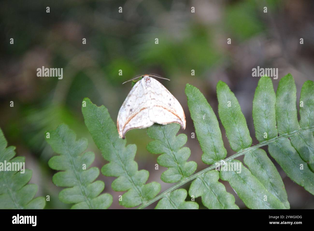 Arched Hooktip Moth (Drepana arcuata Stock Photo - Alamy