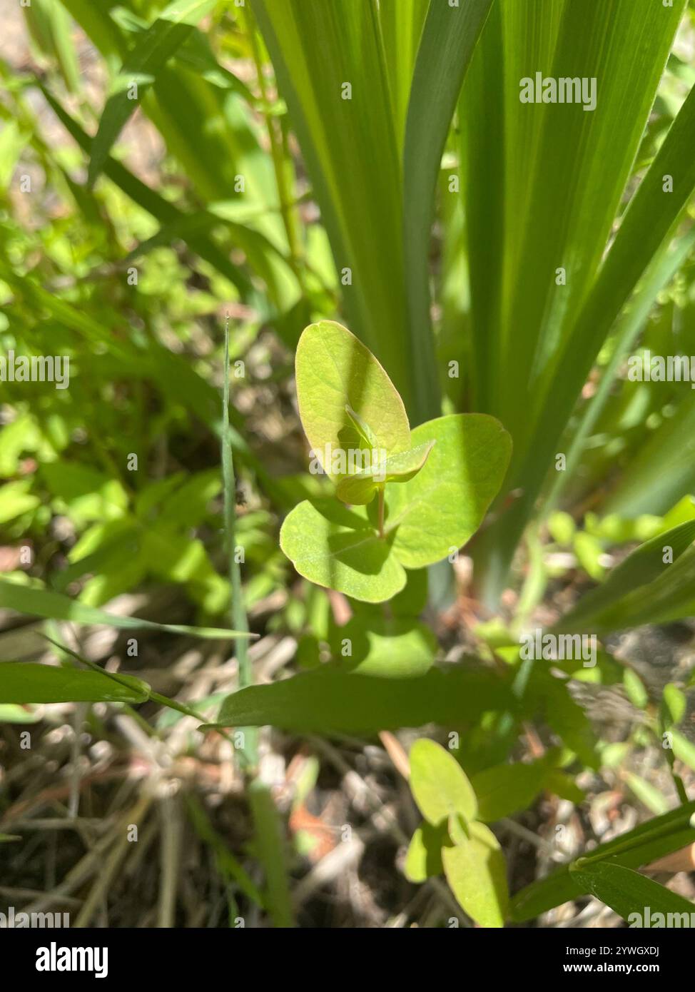 Fraser's marsh St. John's-wort (Hypericum fraseri Stock Photo - Alamy