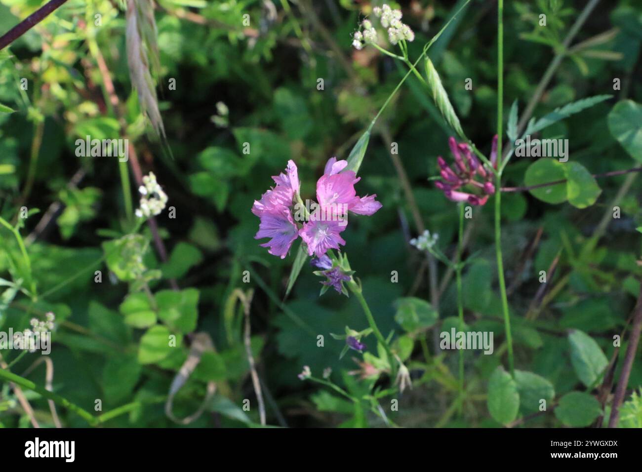 Rose Checkermallow (Sidalcea virgata Stock Photo - Alamy