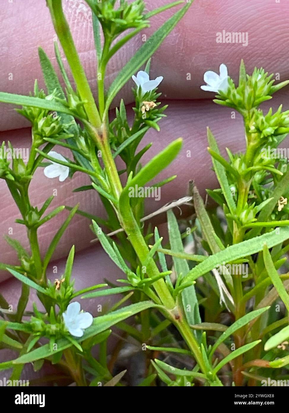 Rust Weed (Polypremum procumbens Stock Photo - Alamy