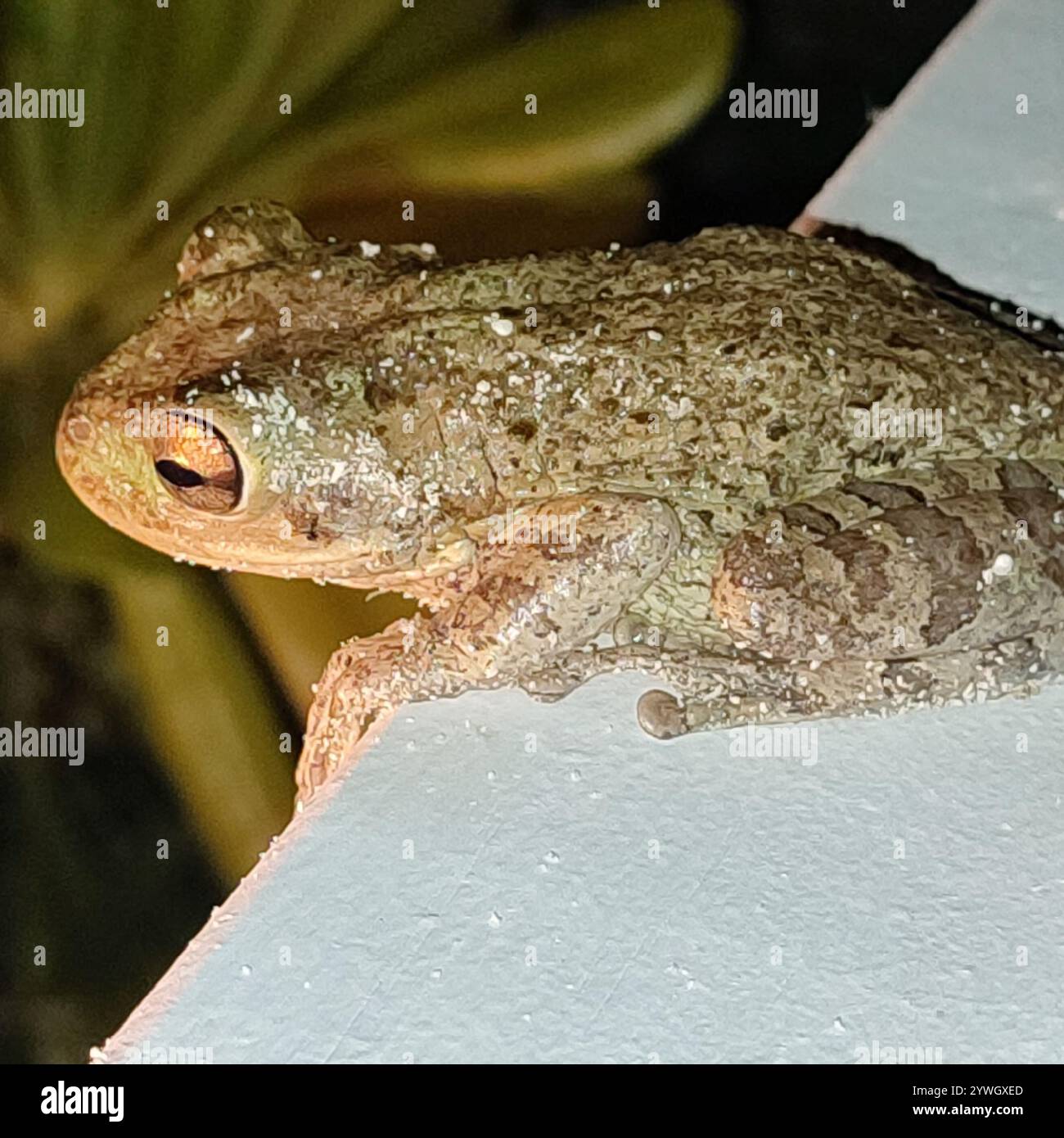 Cuban Tree Frog (Osteopilus septentrionalis Stock Photo - Alamy