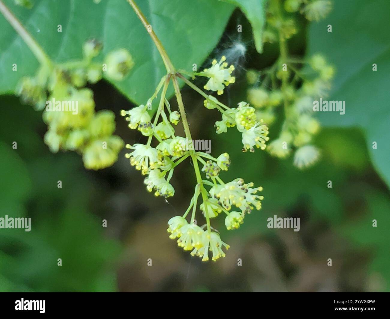 moonseed (Menispermum canadense Stock Photo - Alamy
