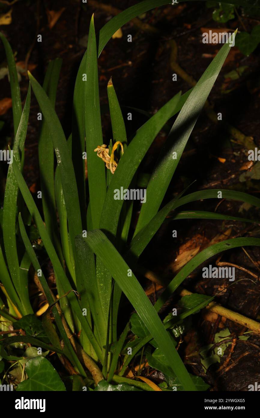 Stinking iris (Iris foetidissima Stock Photo - Alamy