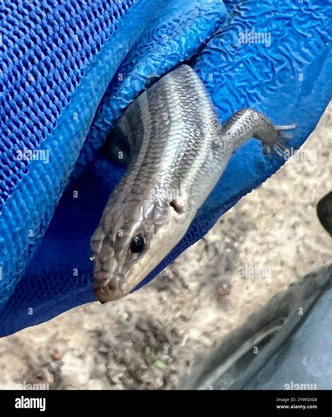 Common Five-lined Skink (Plestiodon fasciatus Stock Photo - Alamy