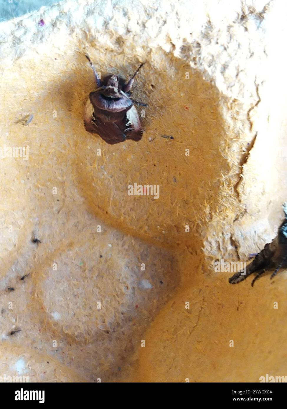 Flame Shoulder Moth (Ochropleura plecta Stock Photo - Alamy