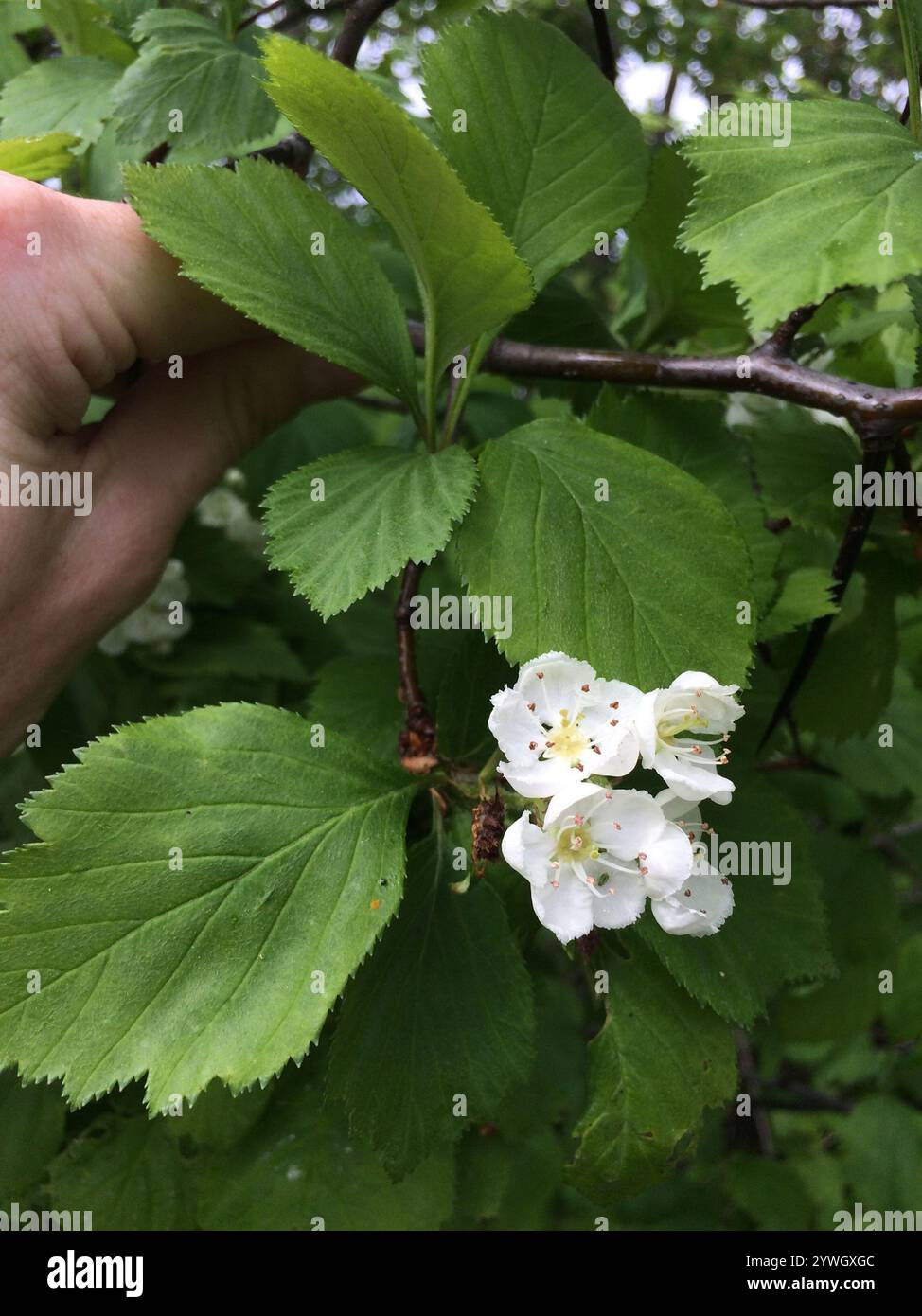 Large-thorn hawthorn (Crataegus macracantha Stock Photo - Alamy