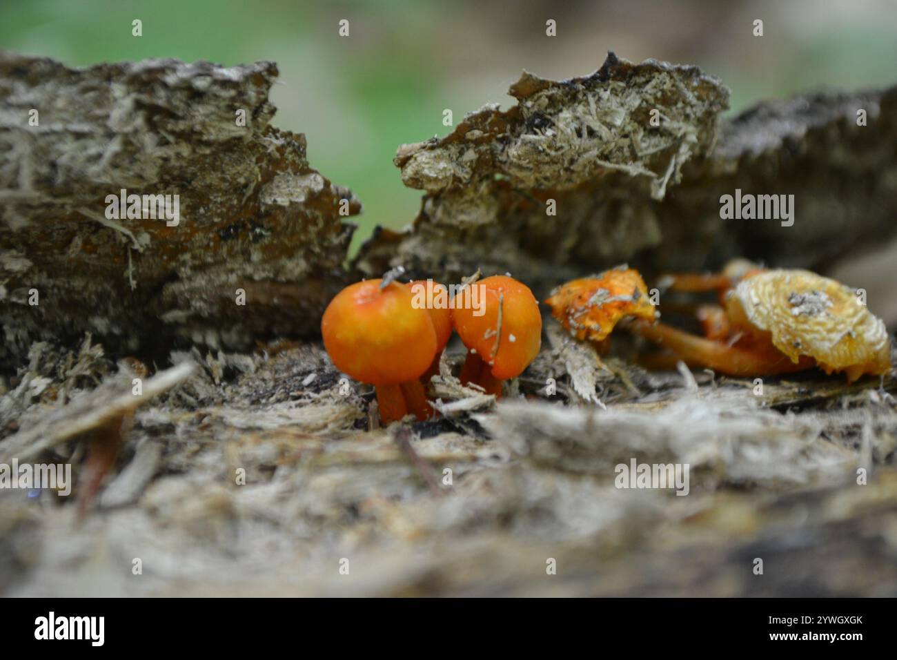 orange mycena (Mycena leaiana Stock Photo - Alamy